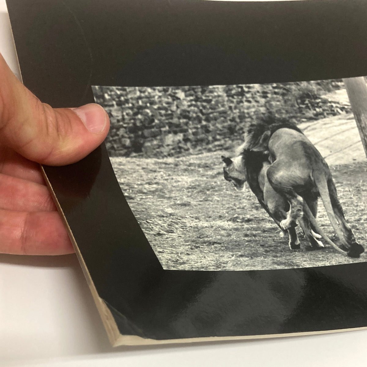 Winograd, Garry - The Animals – Fenrick Books